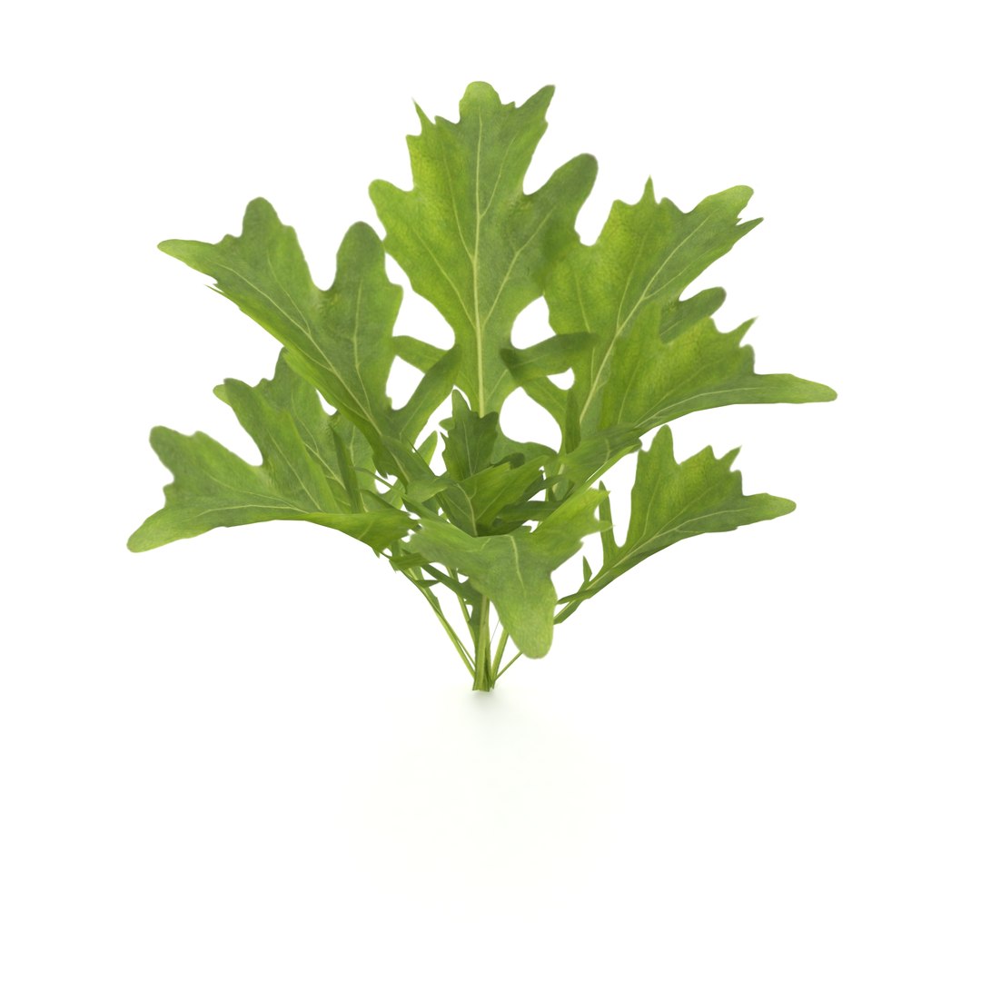 Arugula Bush 3D Model - TurboSquid 1514735