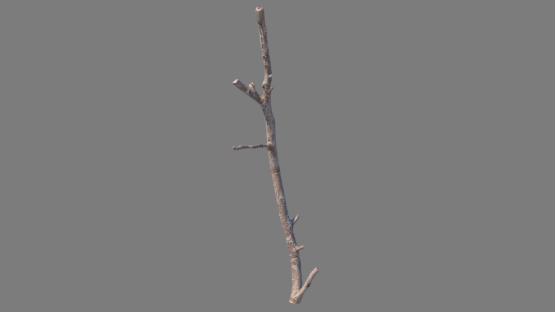 Twig Scanned 11 3D Model - TurboSquid 2088647