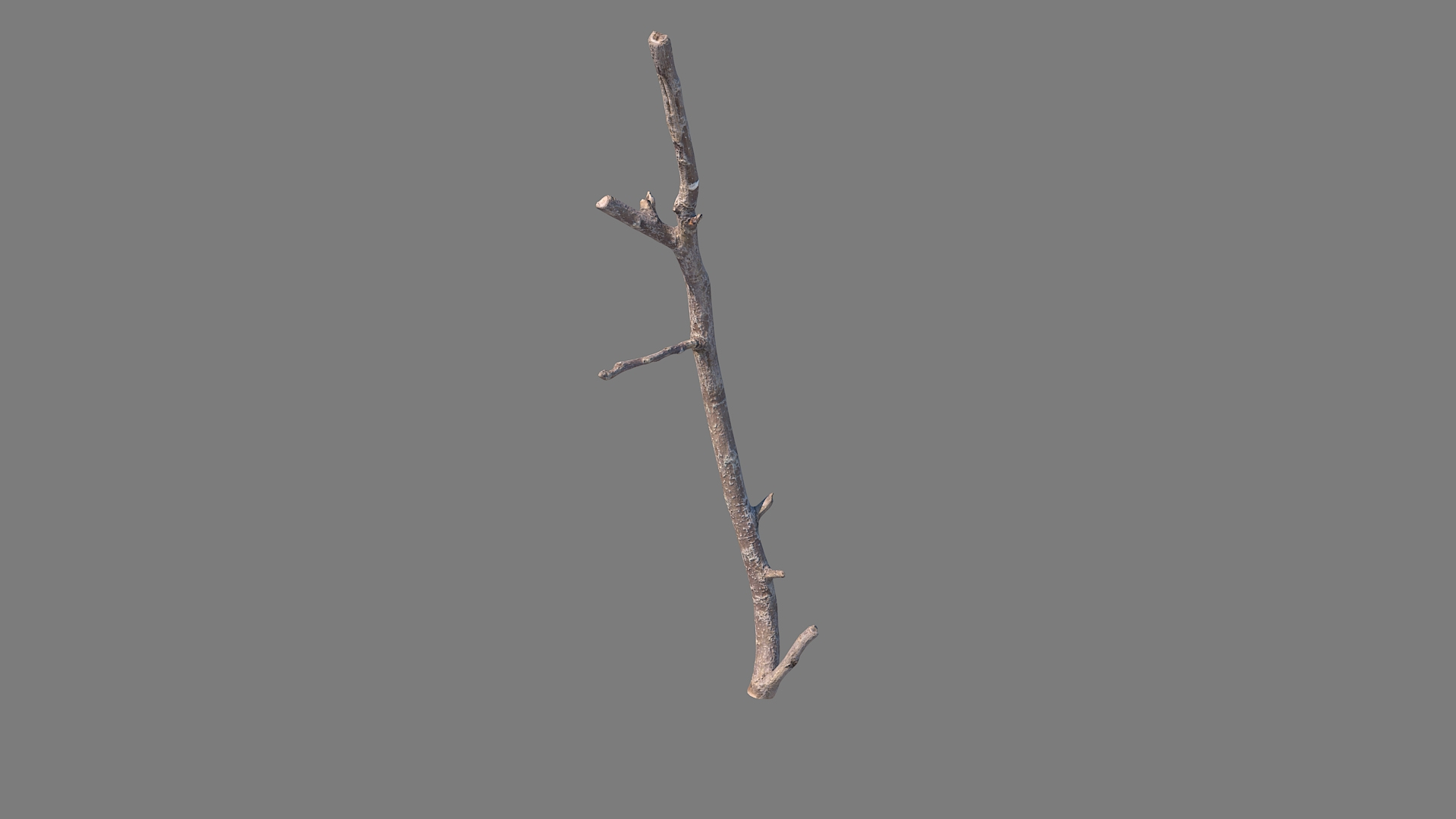 Twig Scanned 11 3D Model - TurboSquid 2088647