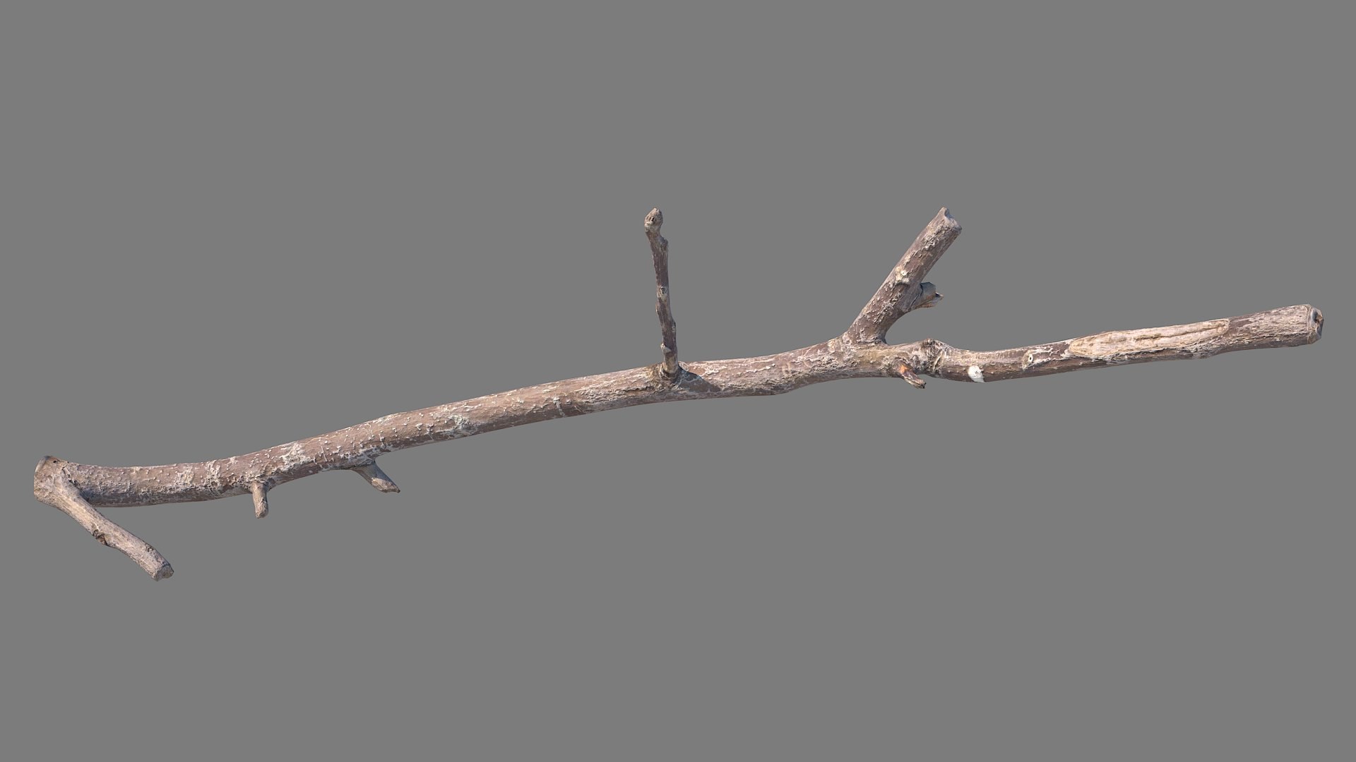 Twig Scanned 11 3D Model - TurboSquid 2088647