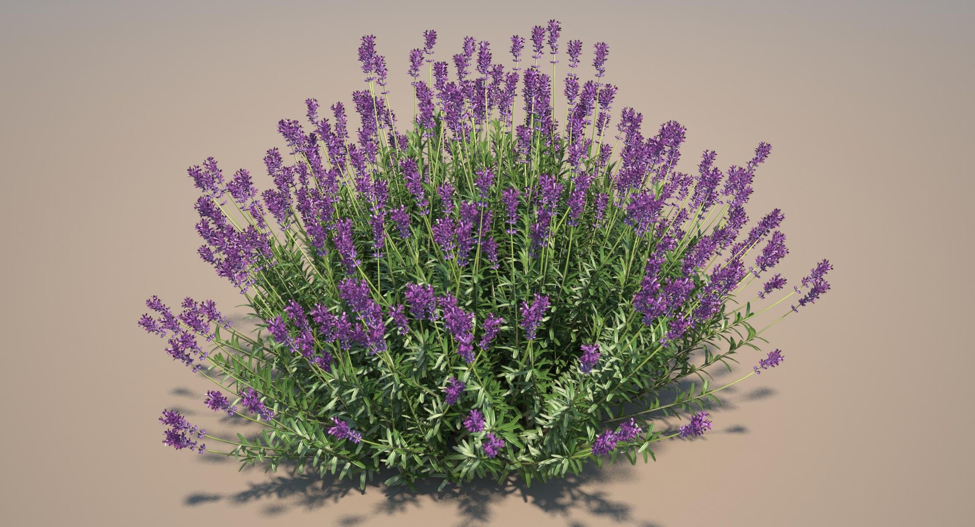 Lavender plant model - TurboSquid 1152870