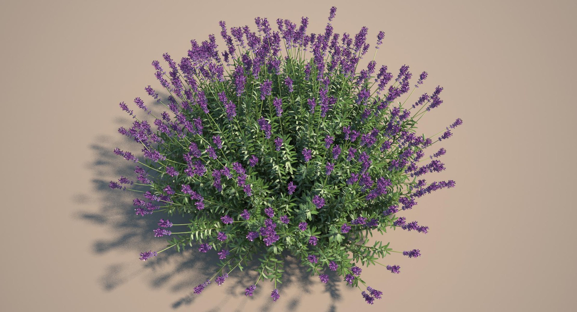 Lavender plant model - TurboSquid 1152870