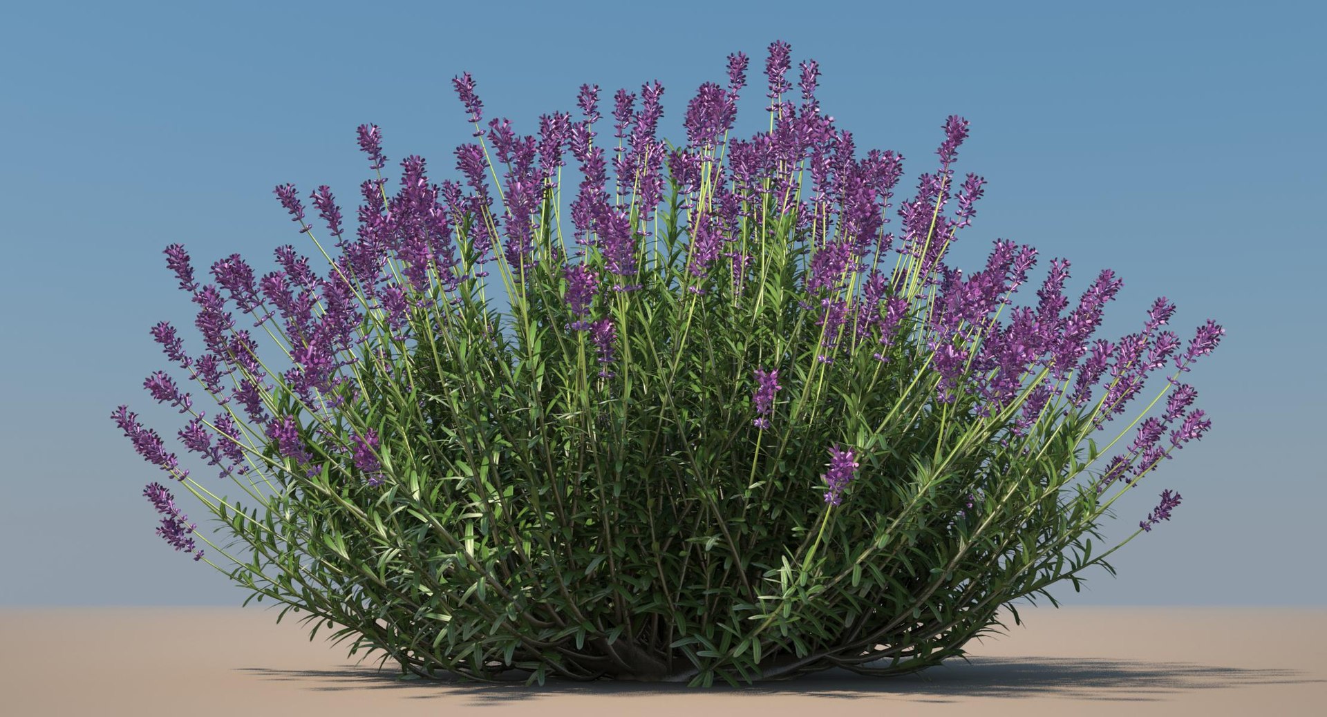 Lavender plant model - TurboSquid 1152870