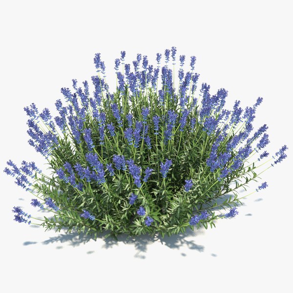 3D Lavender Models | TurboSquid