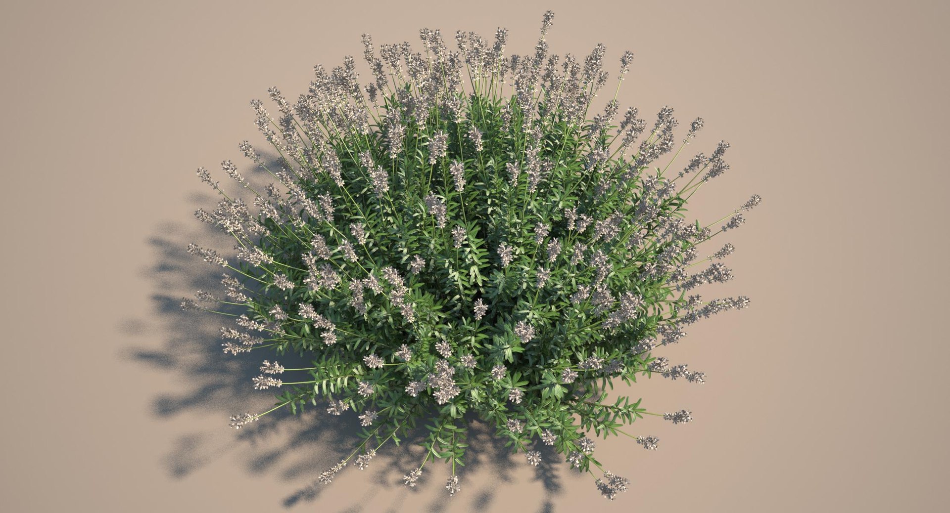 Lavender plant model - TurboSquid 1152870