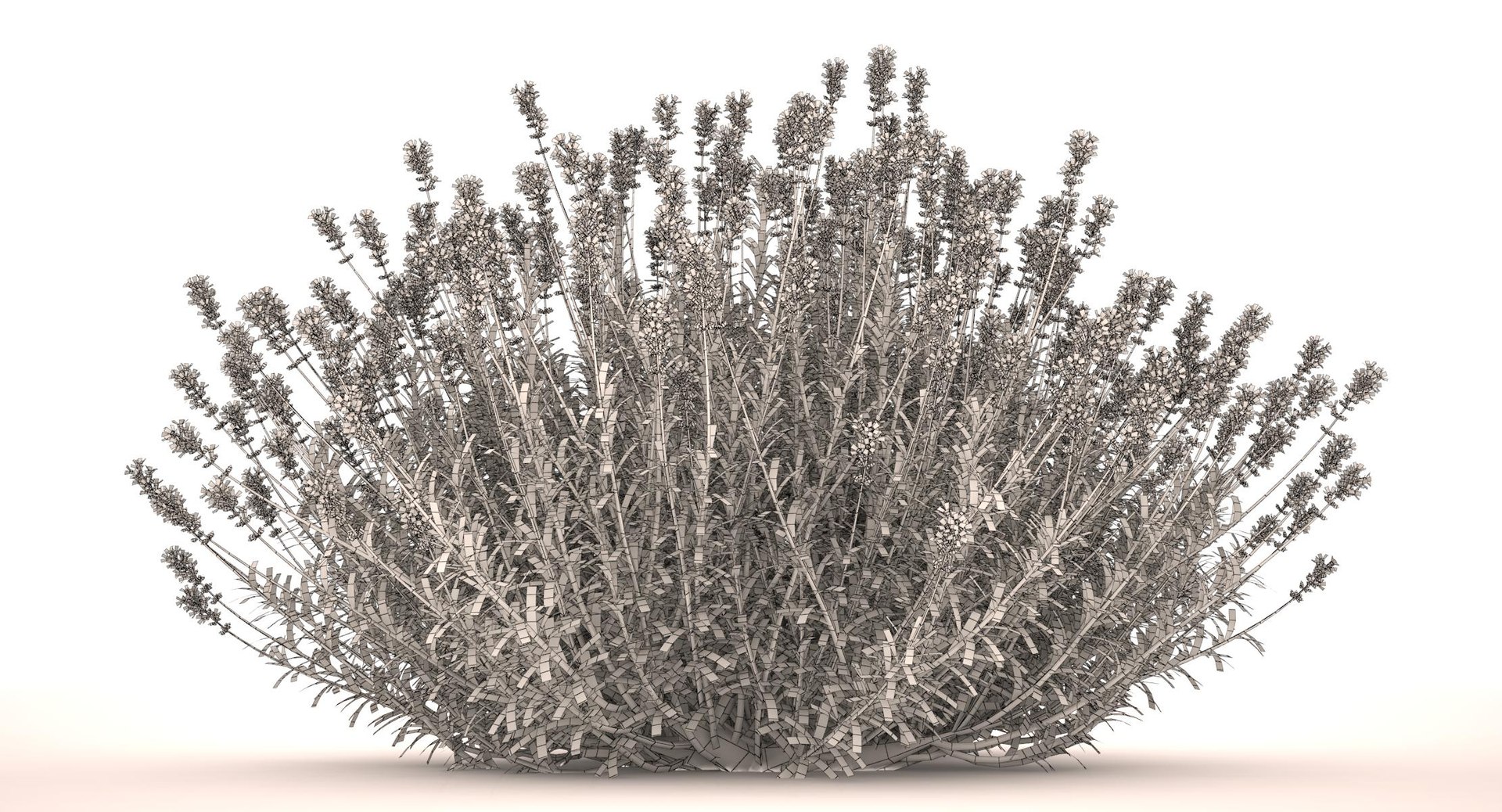 Lavender plant model - TurboSquid 1152870