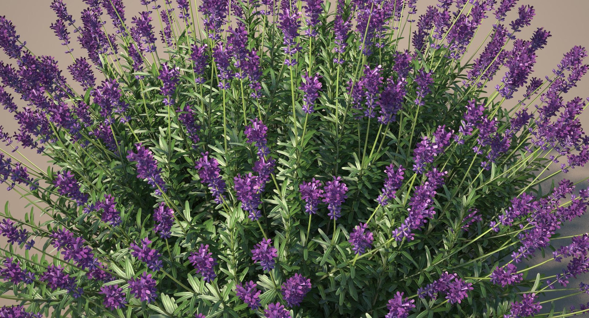 Lavender plant model - TurboSquid 1152870