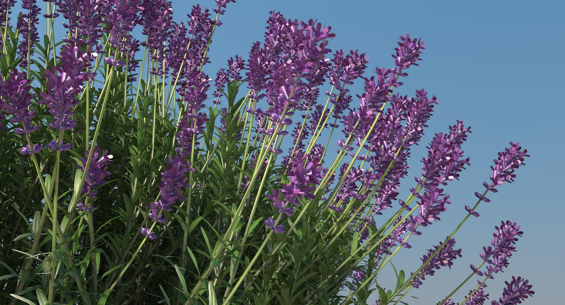 Lavender plant model - TurboSquid 1152870