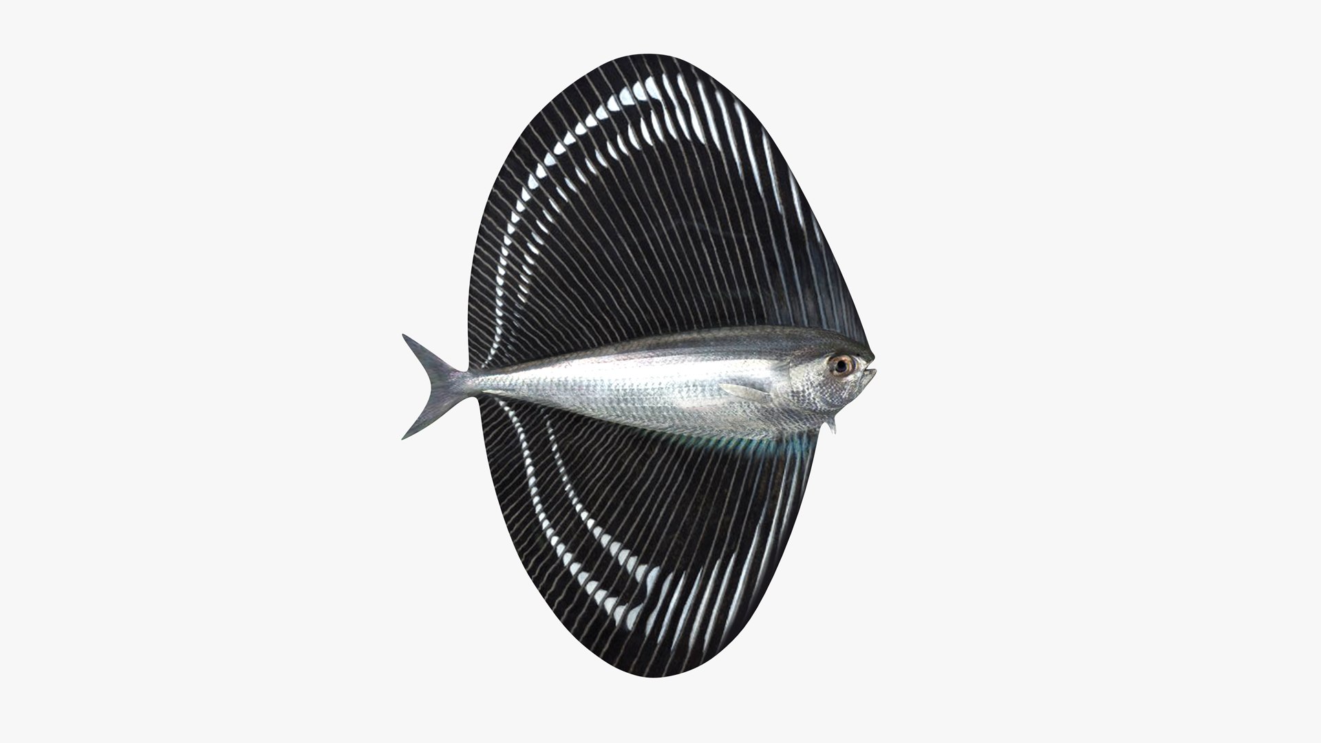 3D Spotted Fanfish Model - TurboSquid 1999986