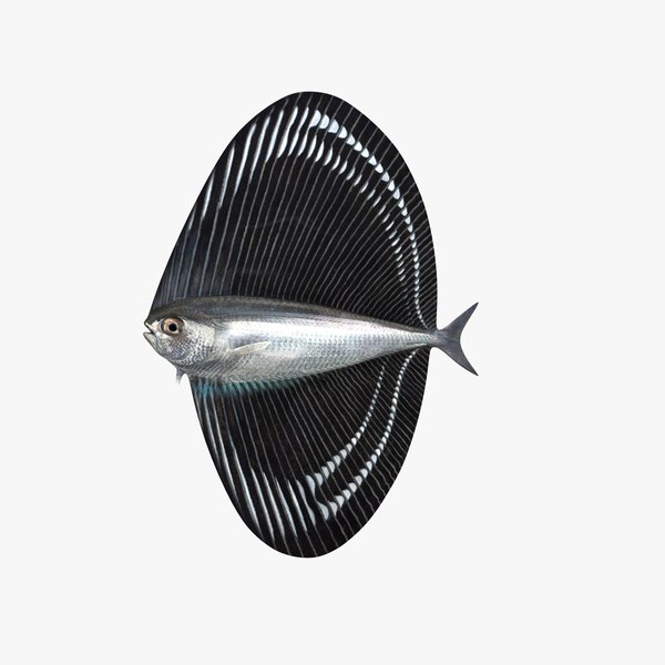 3D модель Spotted Fanfish - TurboSquid 1999986