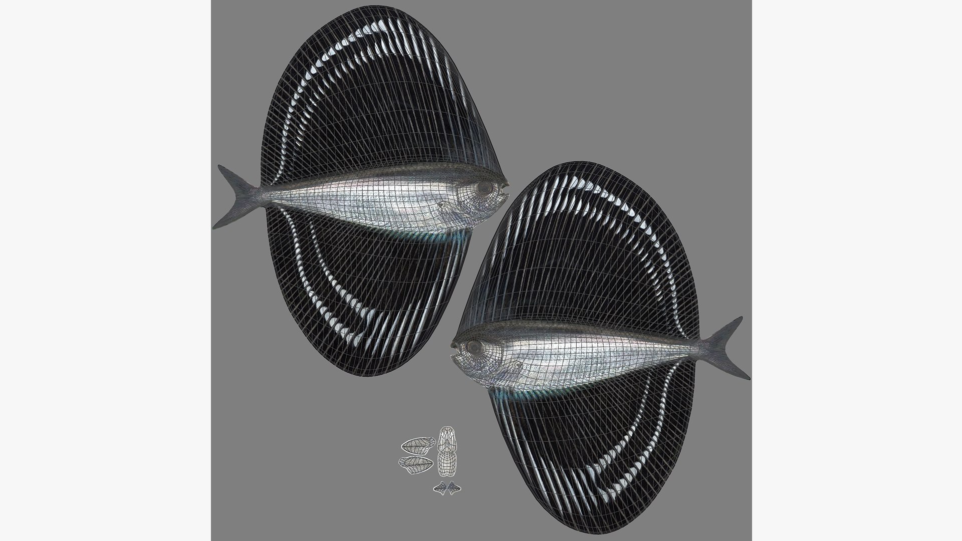 3D Spotted Fanfish Model - TurboSquid 1999986