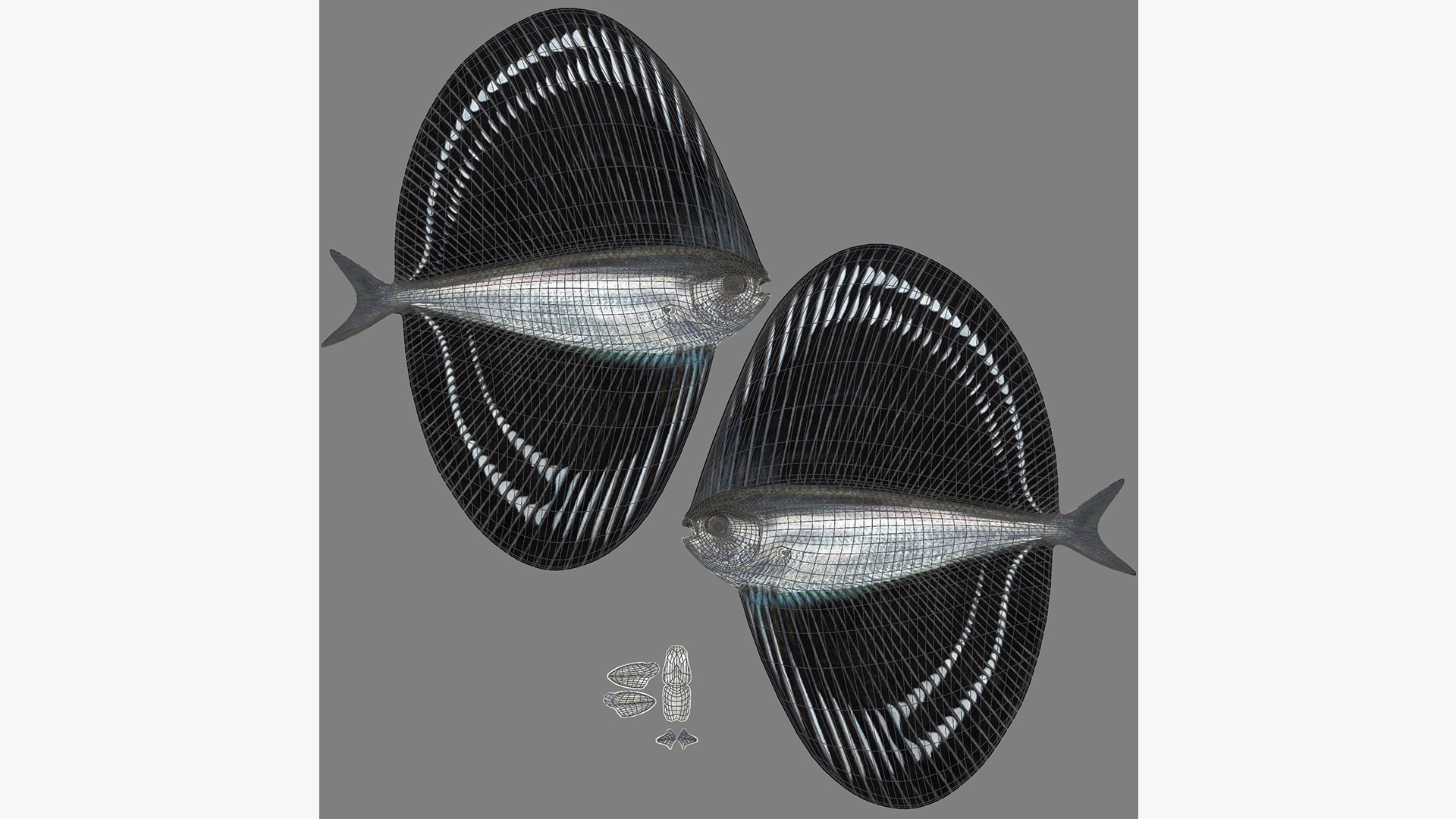 modelo 3d Pez abanico manchado - TurboSquid 1999986