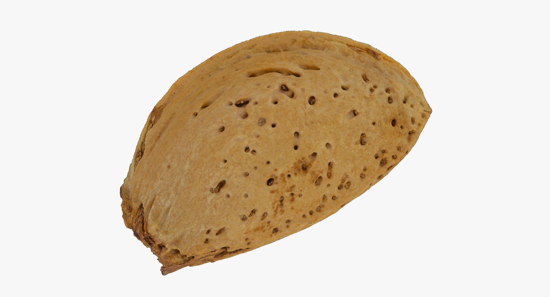 3D Almond Shell 05 Raw Model - TurboSquid 1530388