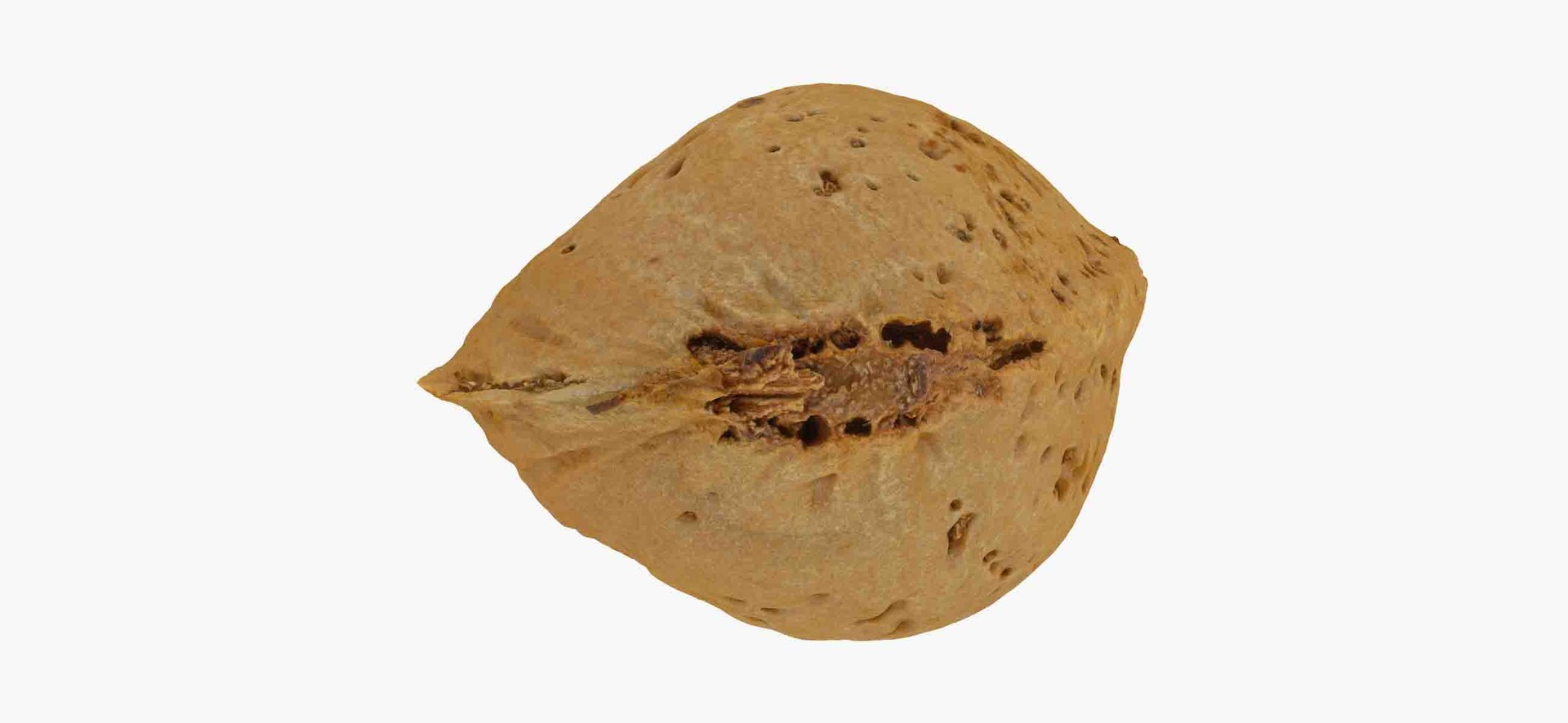 3D Almond Shell 05 Raw Model - TurboSquid 1530388