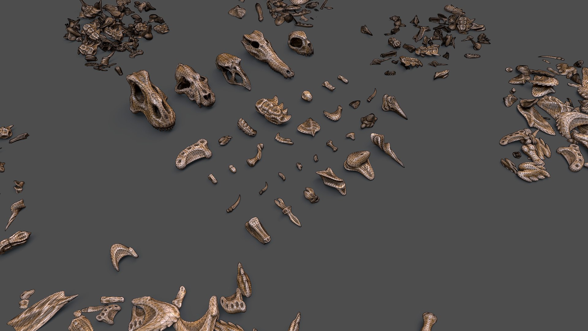3D Fossil Bones Skulls Model - TurboSquid 2077151