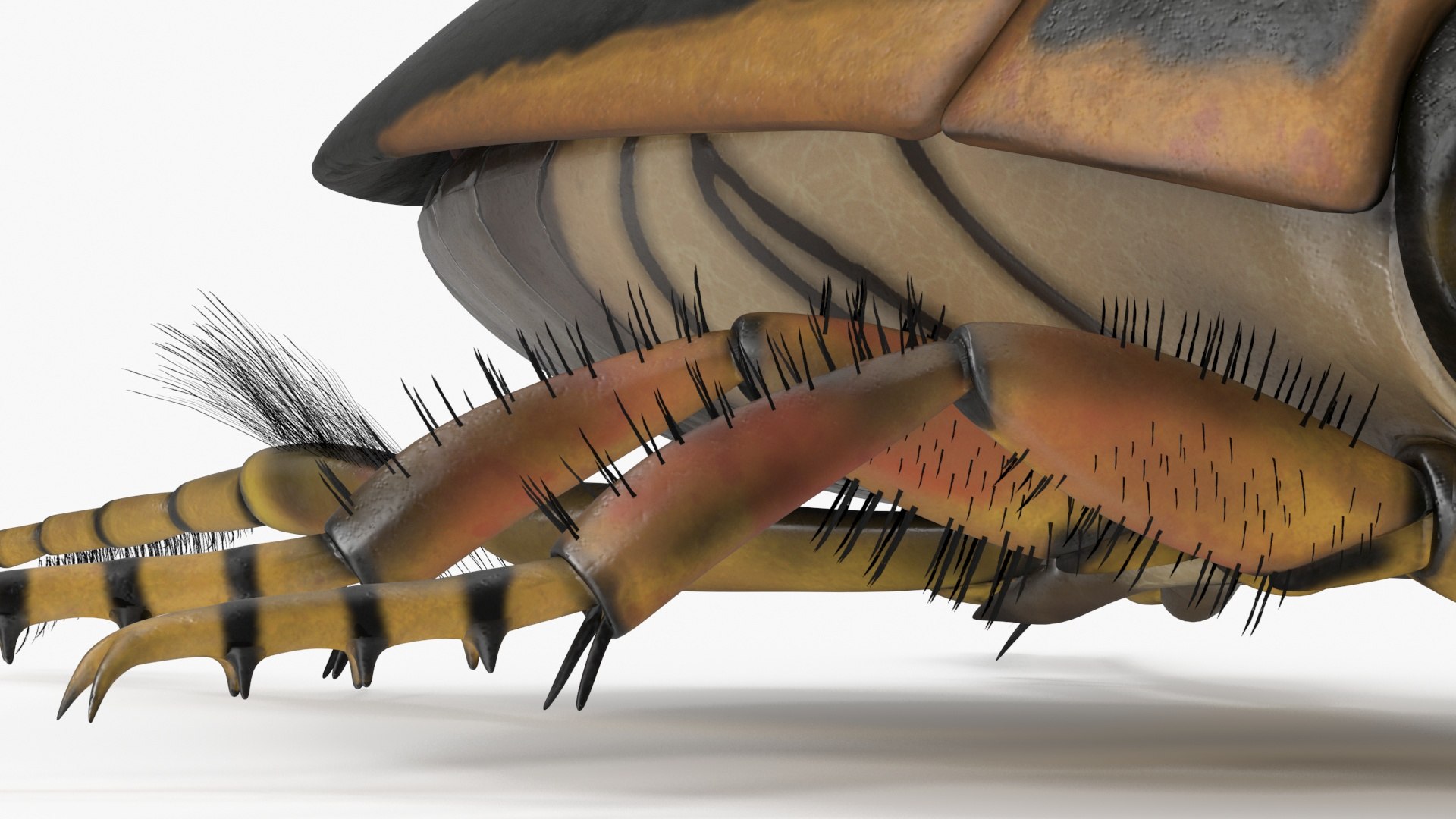 Water Beetle Brown Realistic 3D Model - TurboSquid 2241827