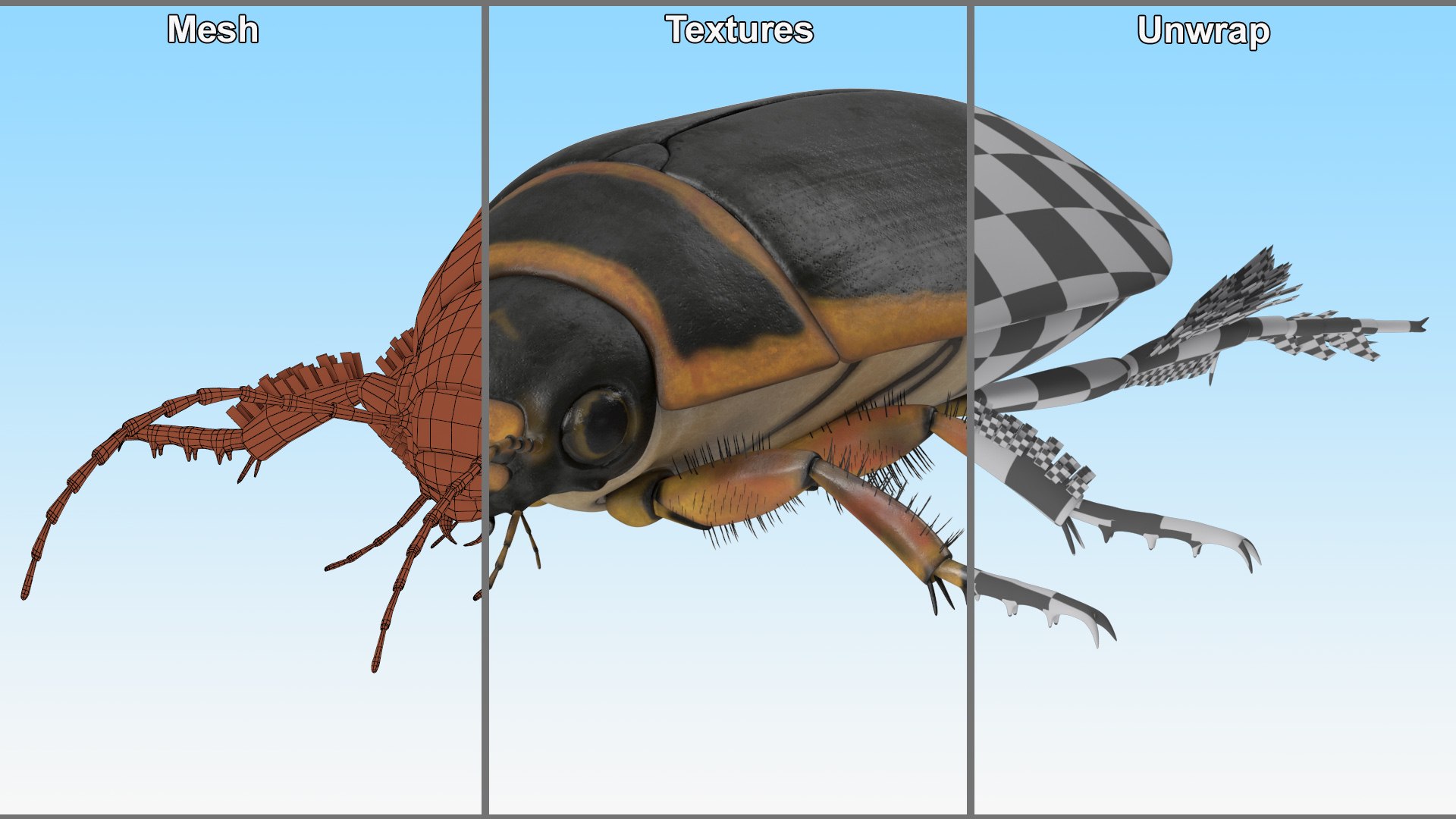 Water Beetle Brown Realistic 3D Model - TurboSquid 2241827