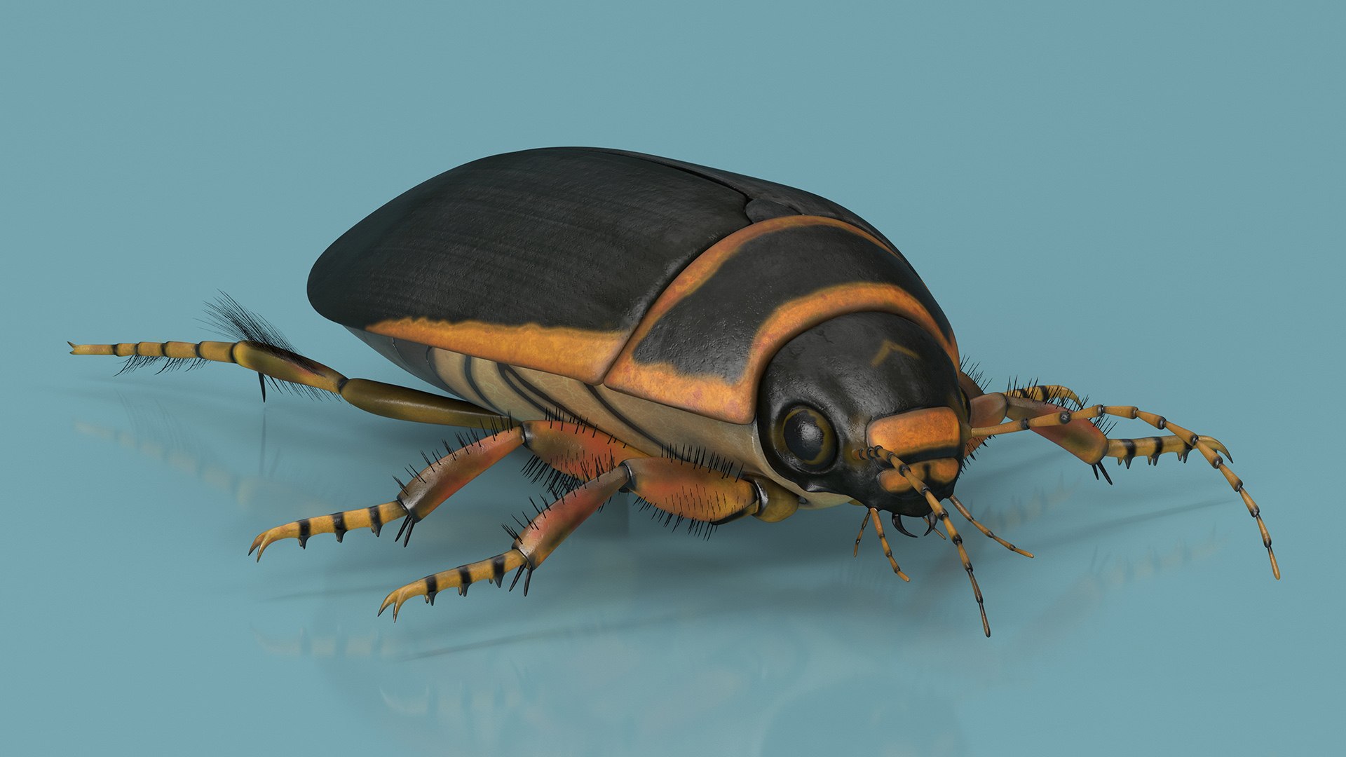 Water Beetle Brown Realistic 3D Model - TurboSquid 2241827