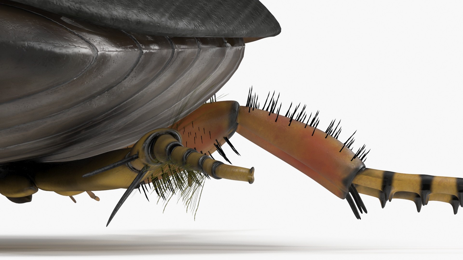 Water Beetle Brown Realistic 3D Model - TurboSquid 2241827