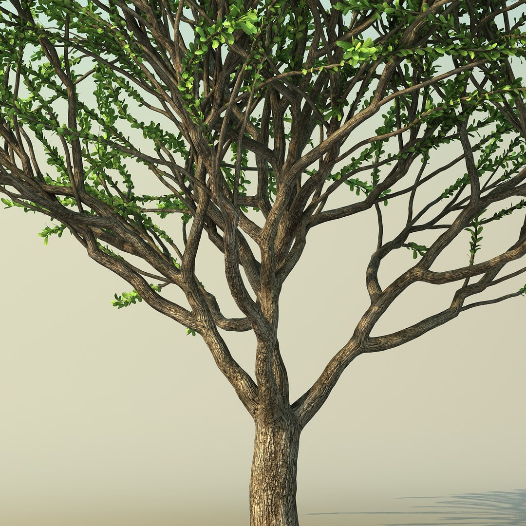 Tree Trunk 3D Model - TurboSquid 1168344