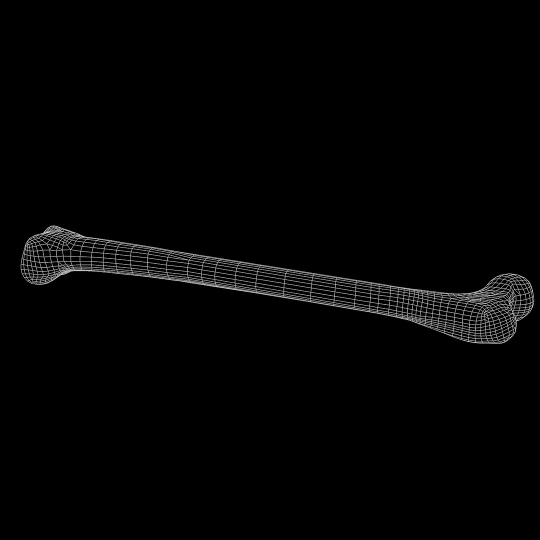 3d Skeleton Bones Femur
