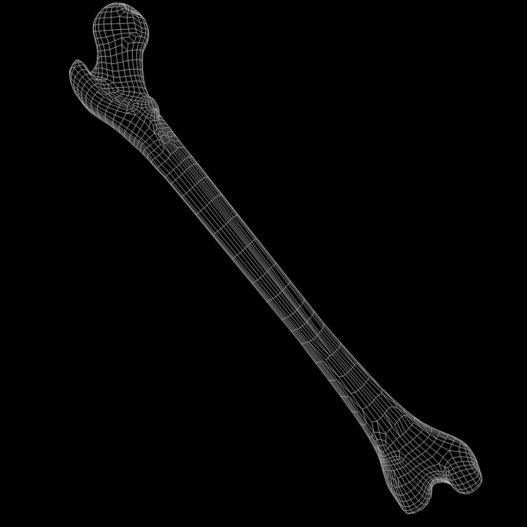 3d Skeleton Bones Femur