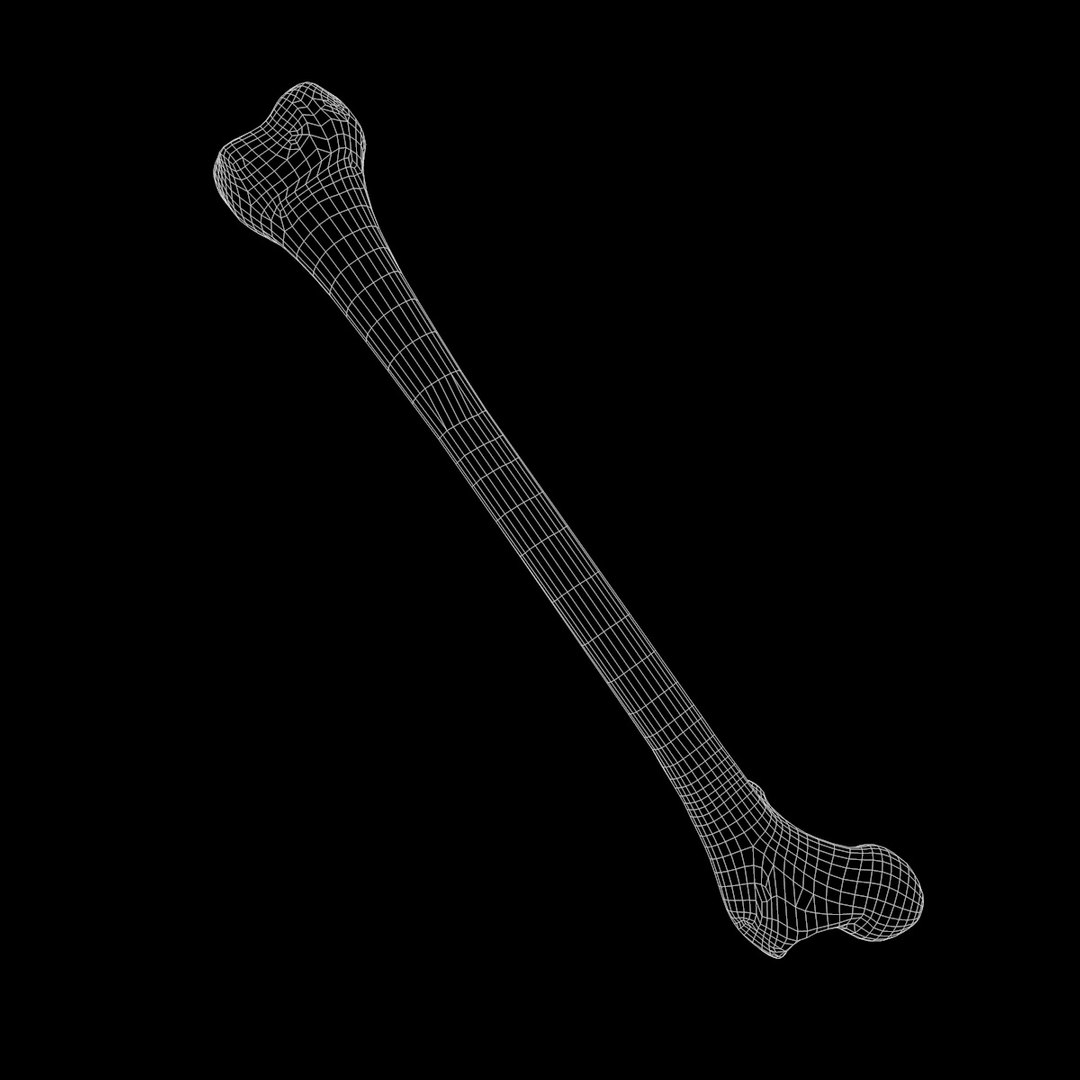 3d Skeleton Bones Femur