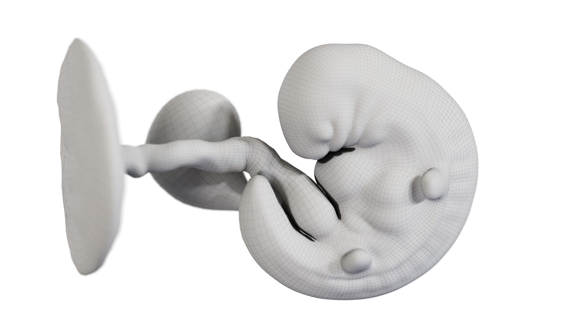 3D Fetus Week 5 Animated - TurboSquid 1867378