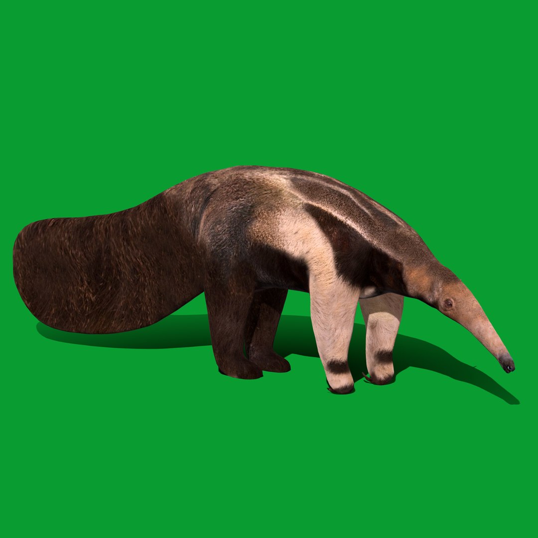 Giant Anteater 3D Model - TurboSquid 2310557