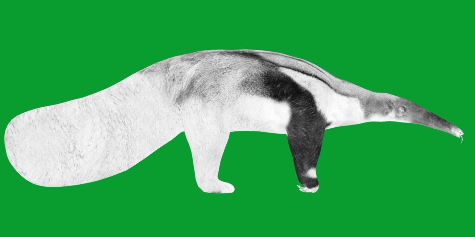 Giant Anteater 3D Model - TurboSquid 2310557