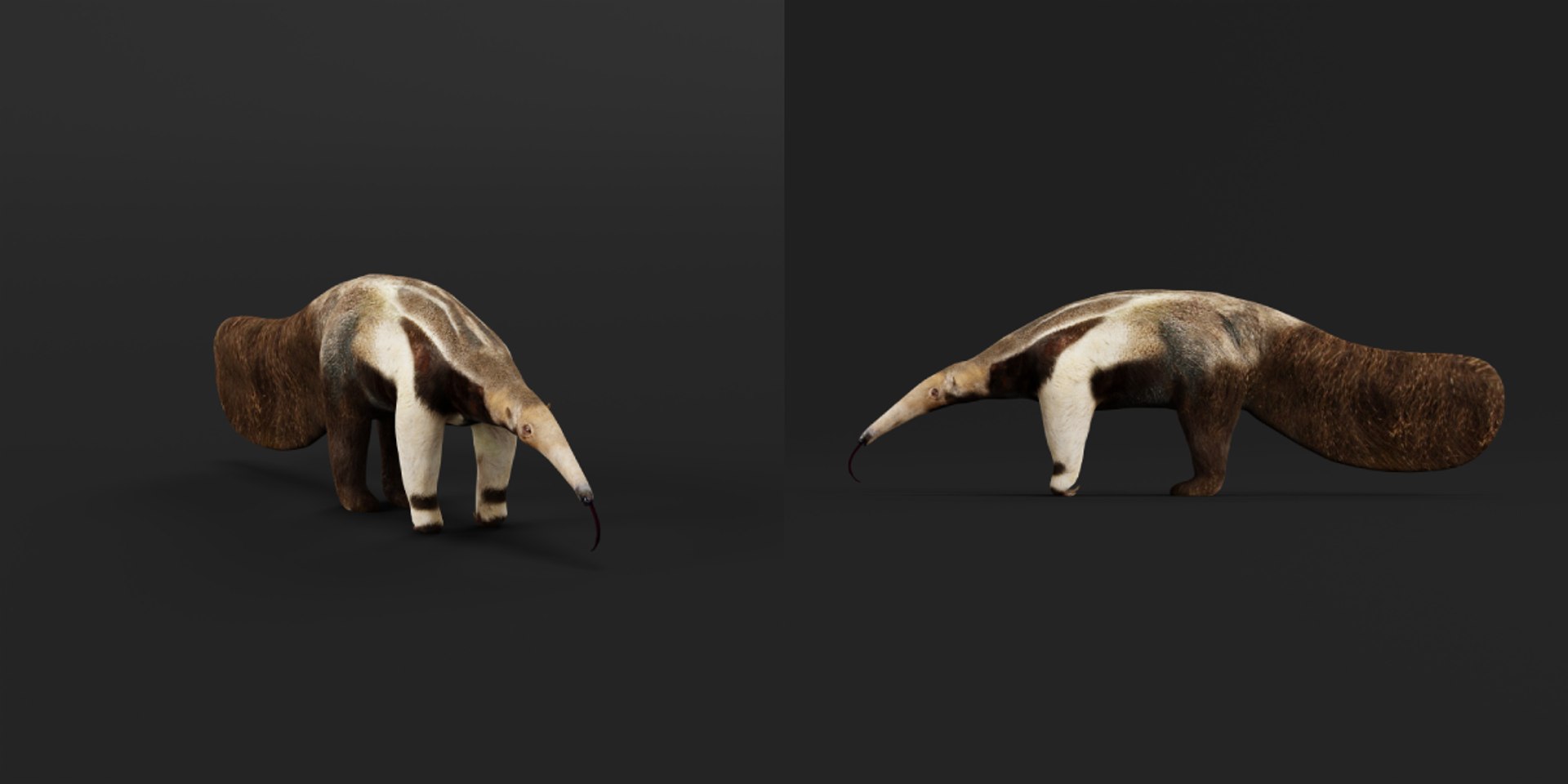 Giant Anteater 3D Model - TurboSquid 2310557