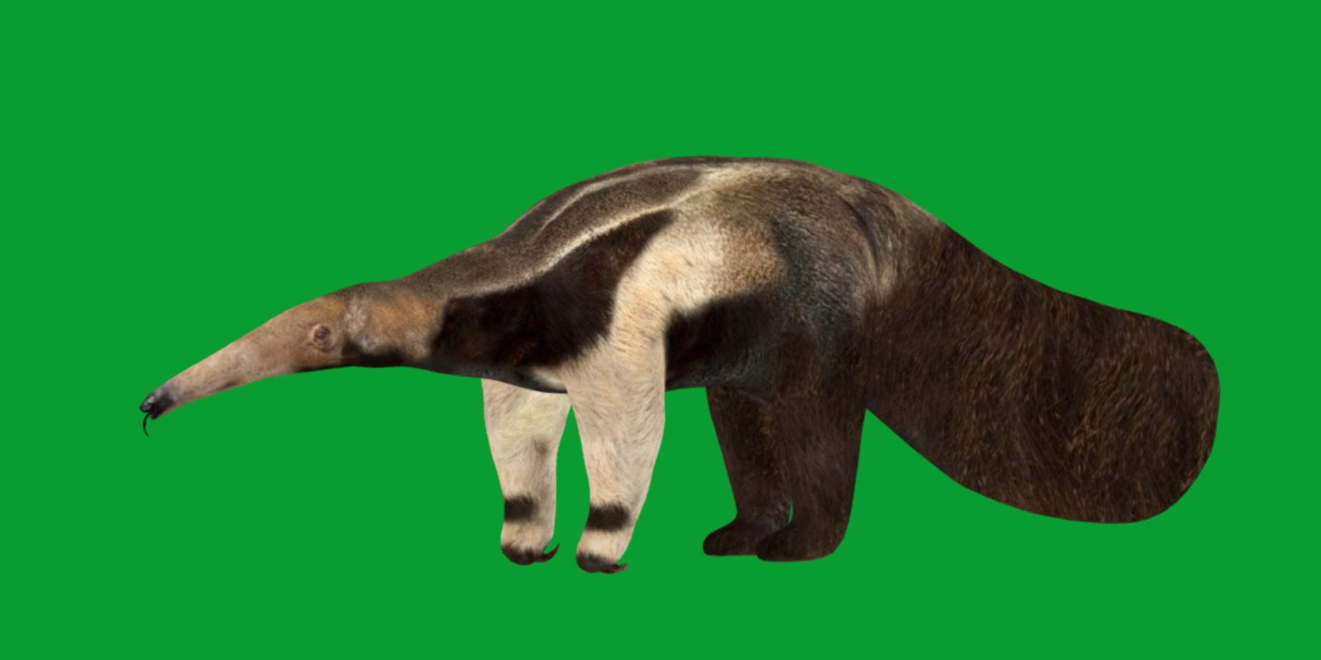 Giant Anteater 3D Model - TurboSquid 2310557