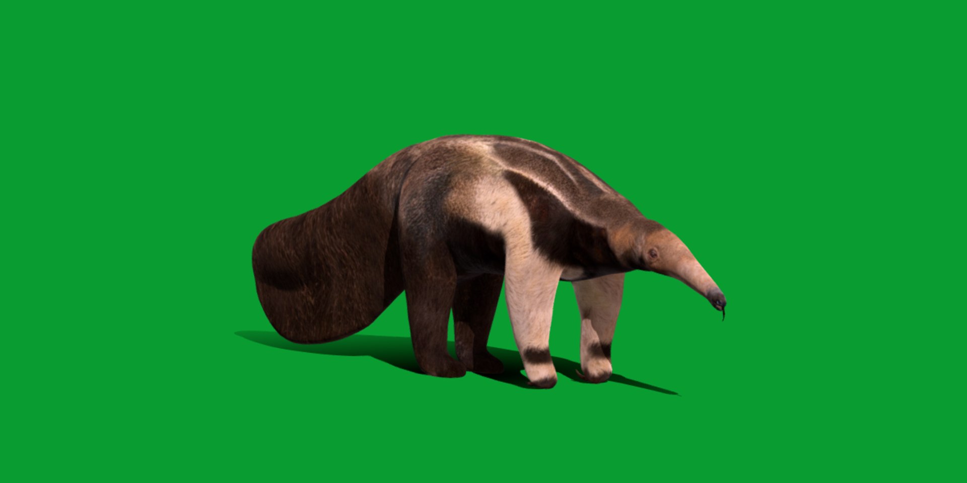 Giant Anteater 3D Model - TurboSquid 2310557