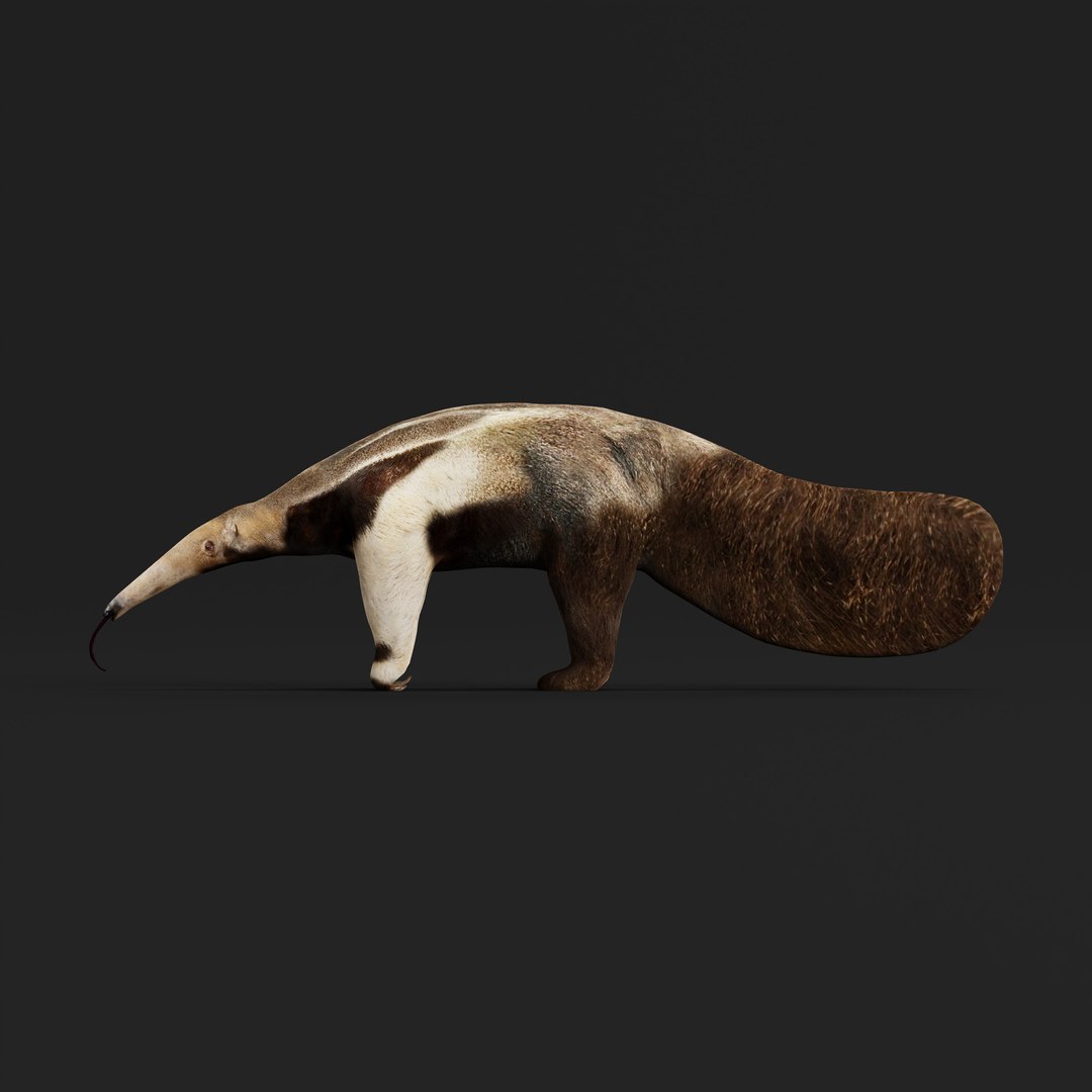 Giant Anteater 3D Model - TurboSquid 2310557