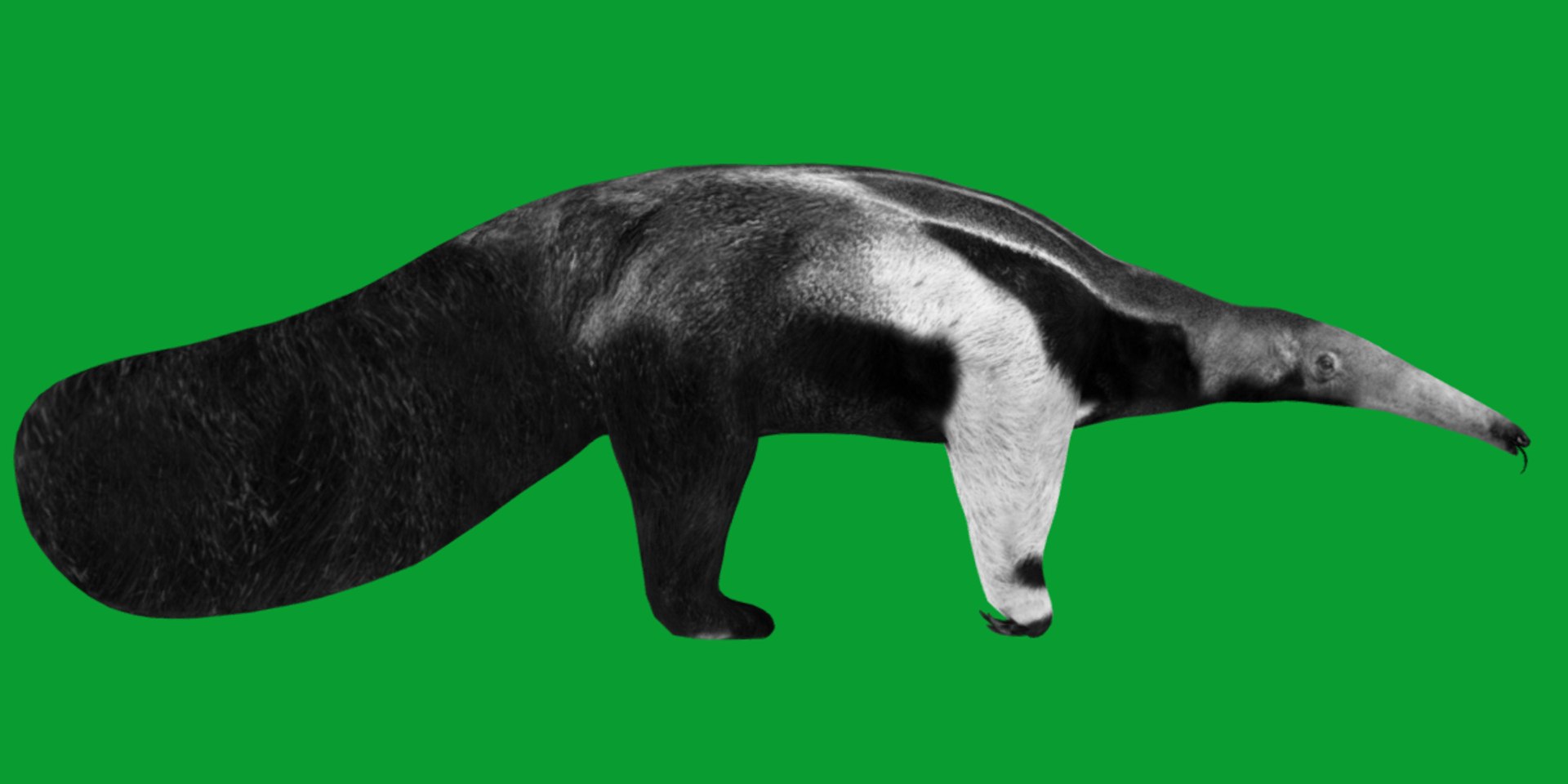 Giant Anteater 3D Model - TurboSquid 2310557