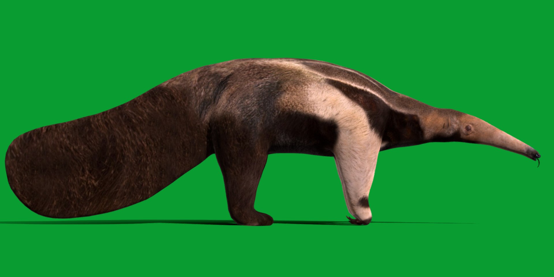 Giant Anteater 3D Model - TurboSquid 2310557