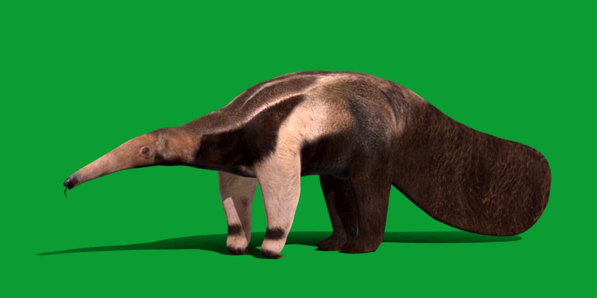 Giant Anteater 3D Model - TurboSquid 2310557