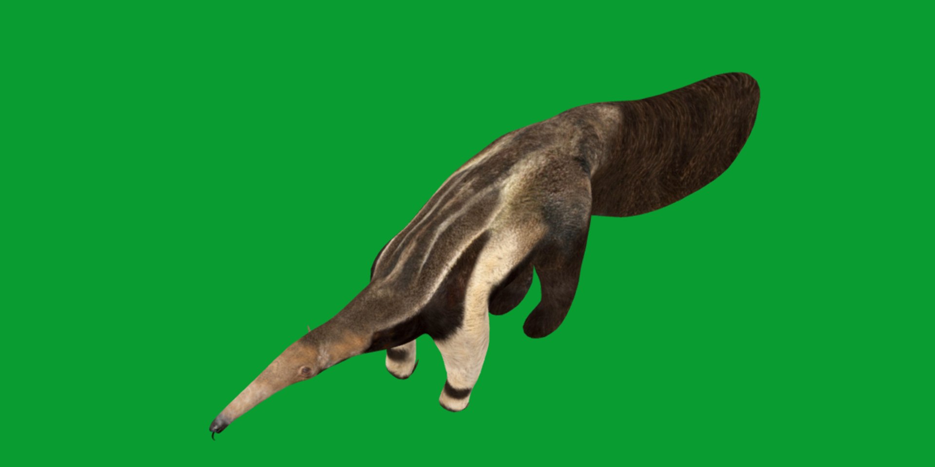 Giant Anteater 3D Model - TurboSquid 2310557