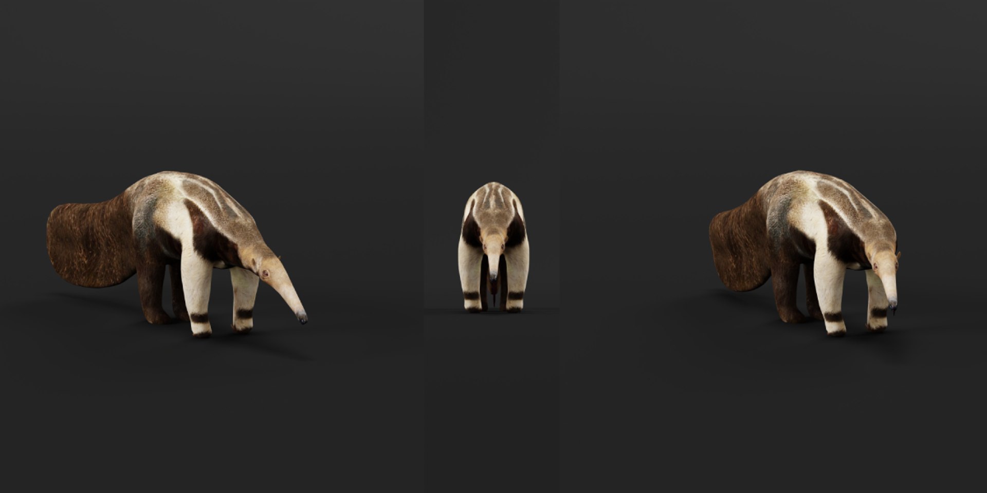 Giant Anteater 3D Model - TurboSquid 2310557