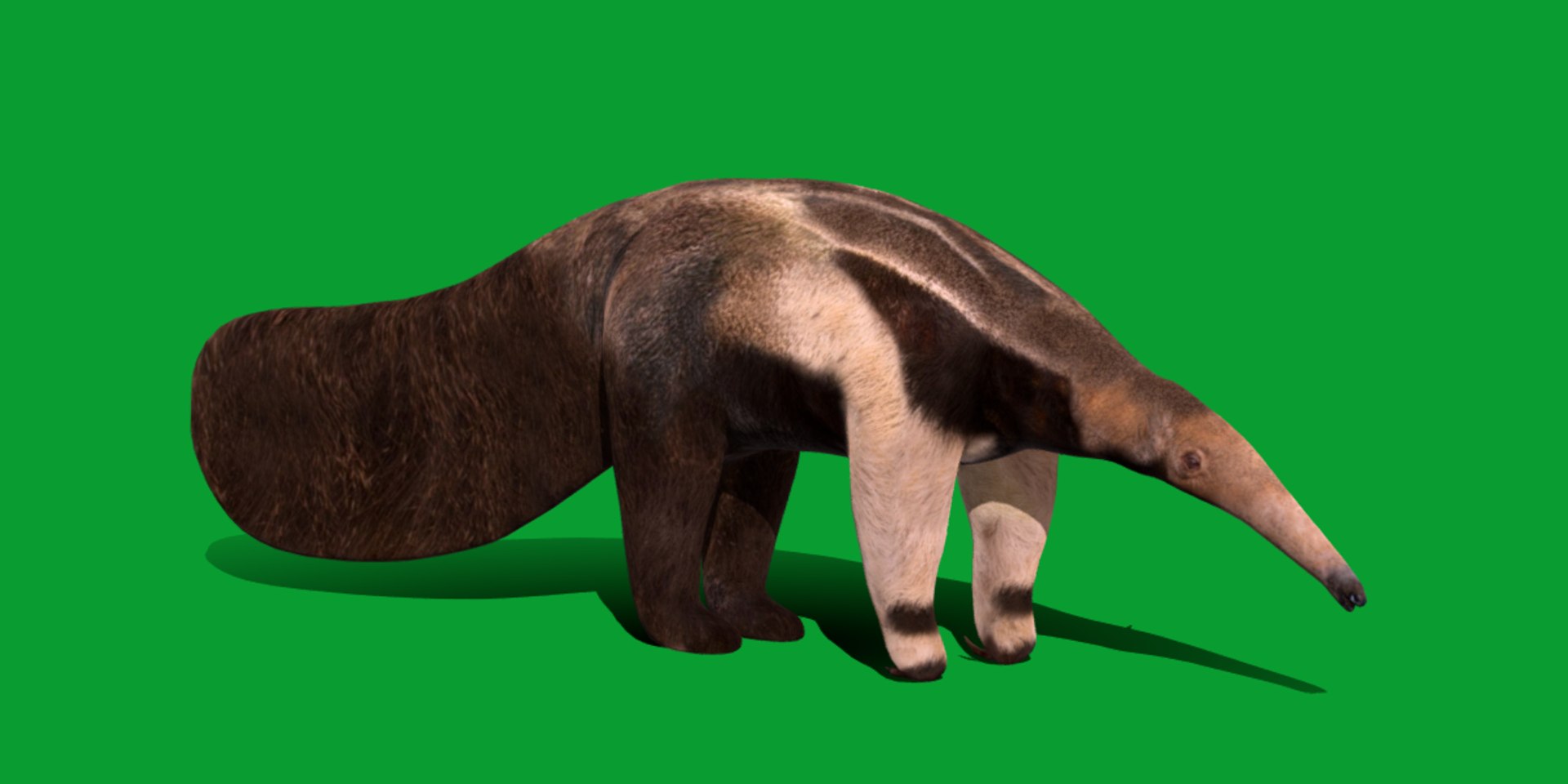 Giant Anteater 3D Model - TurboSquid 2310557