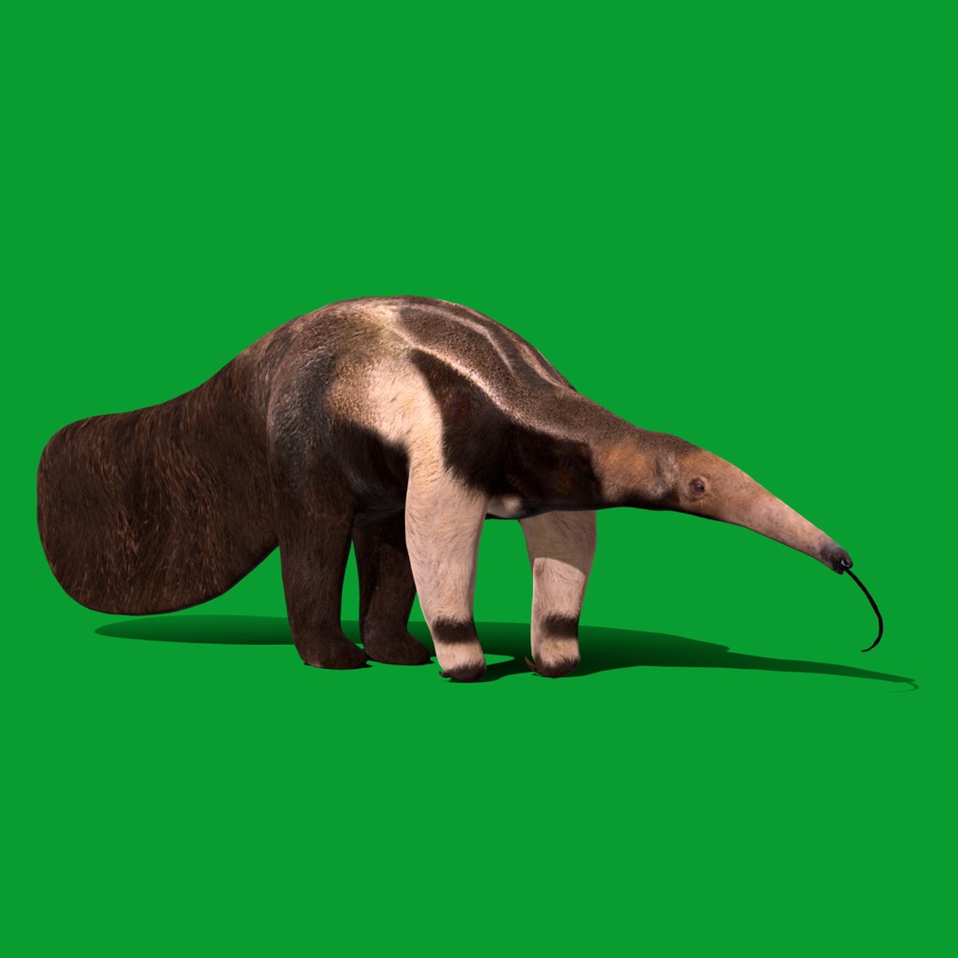 Giant Anteater 3D Model - TurboSquid 2310557