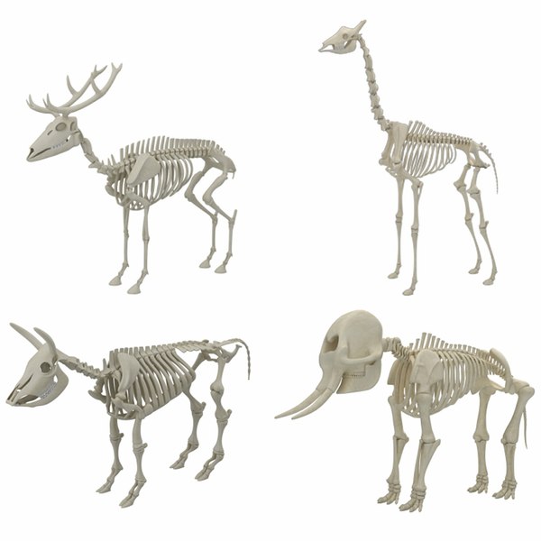 Deer skeleton 3D - TurboSquid 1158028
