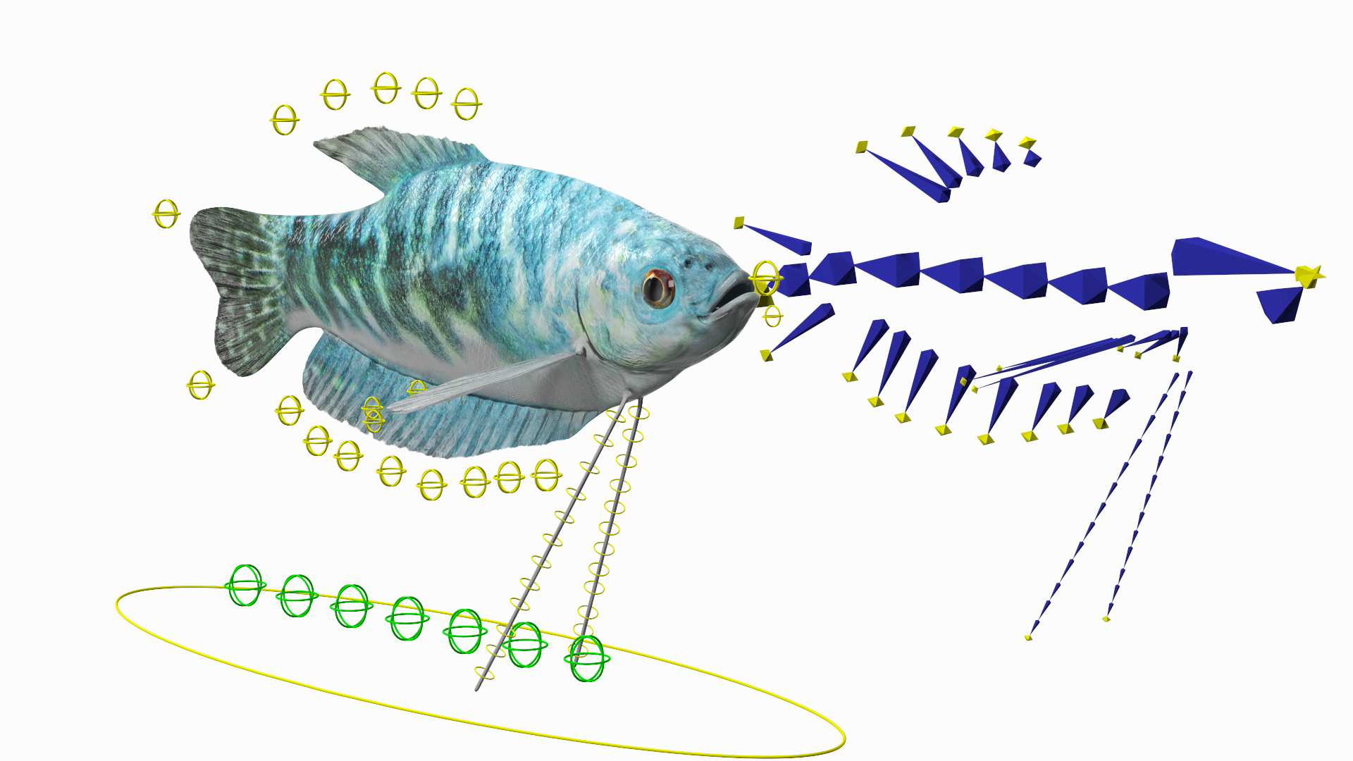 3D Blue Opaline Gourami Fish Rigged Model - TurboSquid 2206577