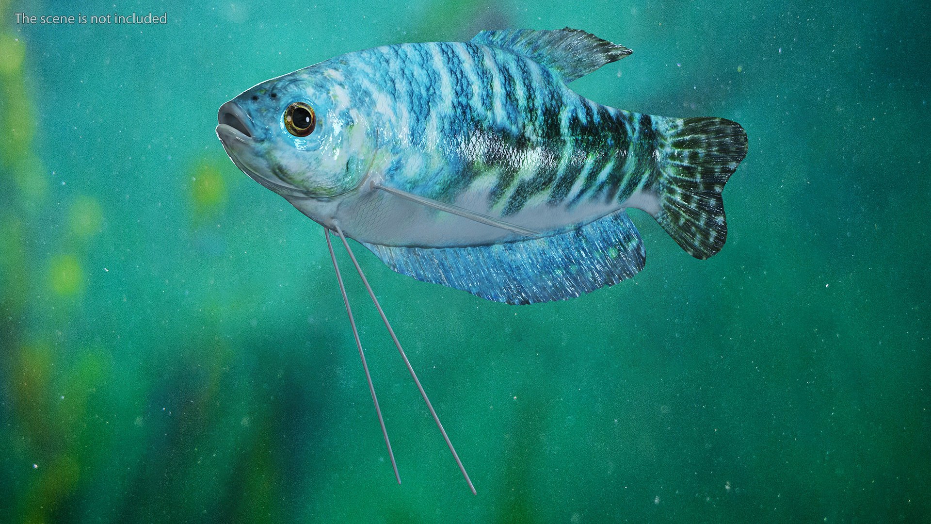 3D Blue Opaline Gourami Fish Rigged Model - TurboSquid 2206577