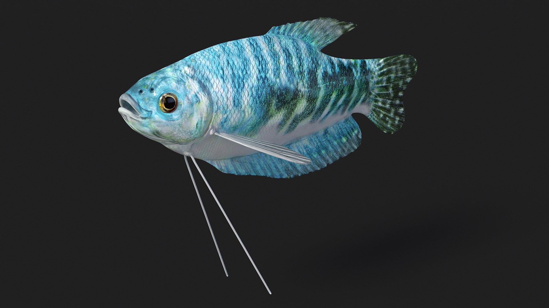 3D Blue Opaline Gourami Fish Rigged Model - TurboSquid 2206577