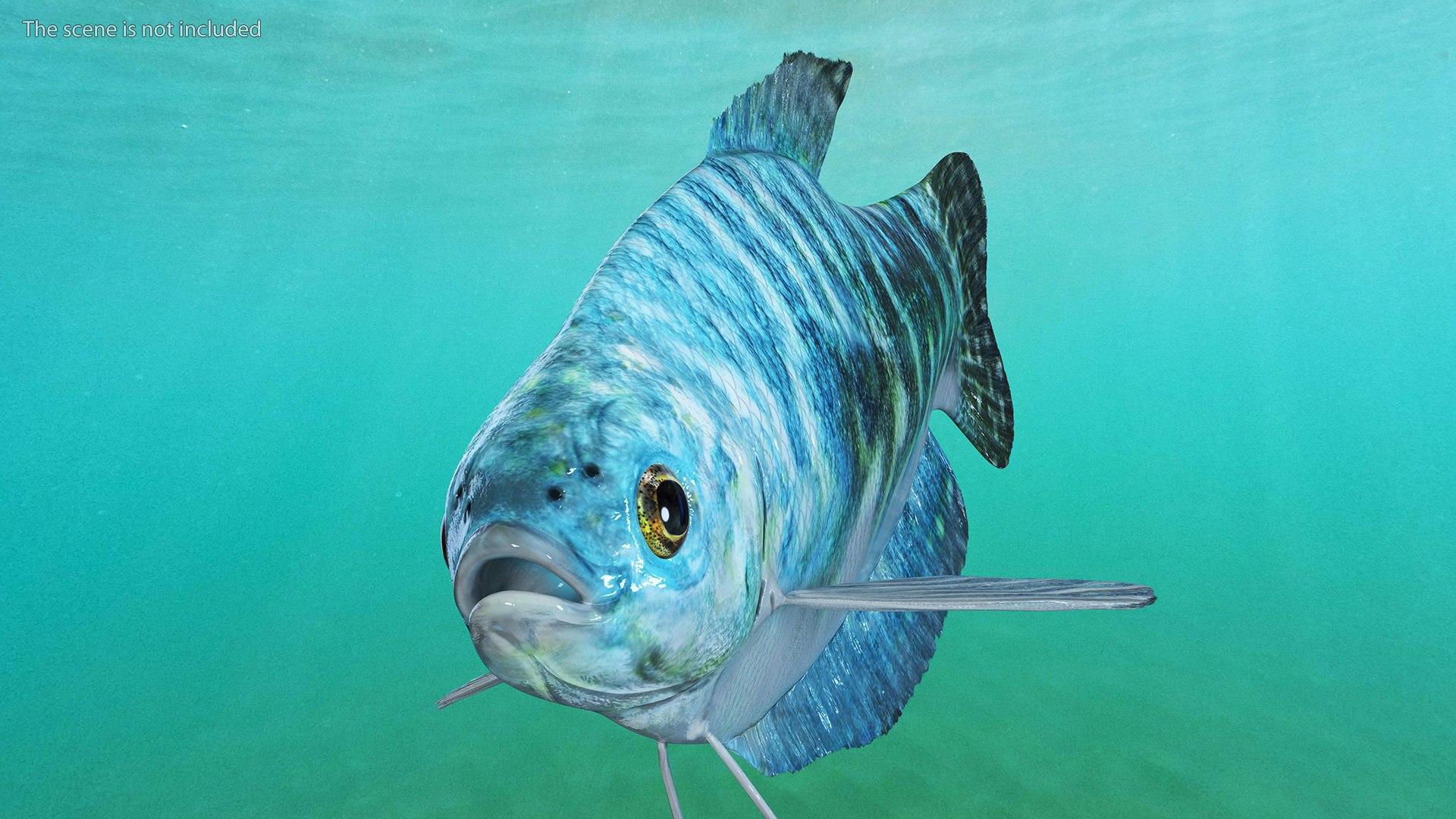 3D Blue Opaline Gourami Fish Rigged Model - TurboSquid 2206577