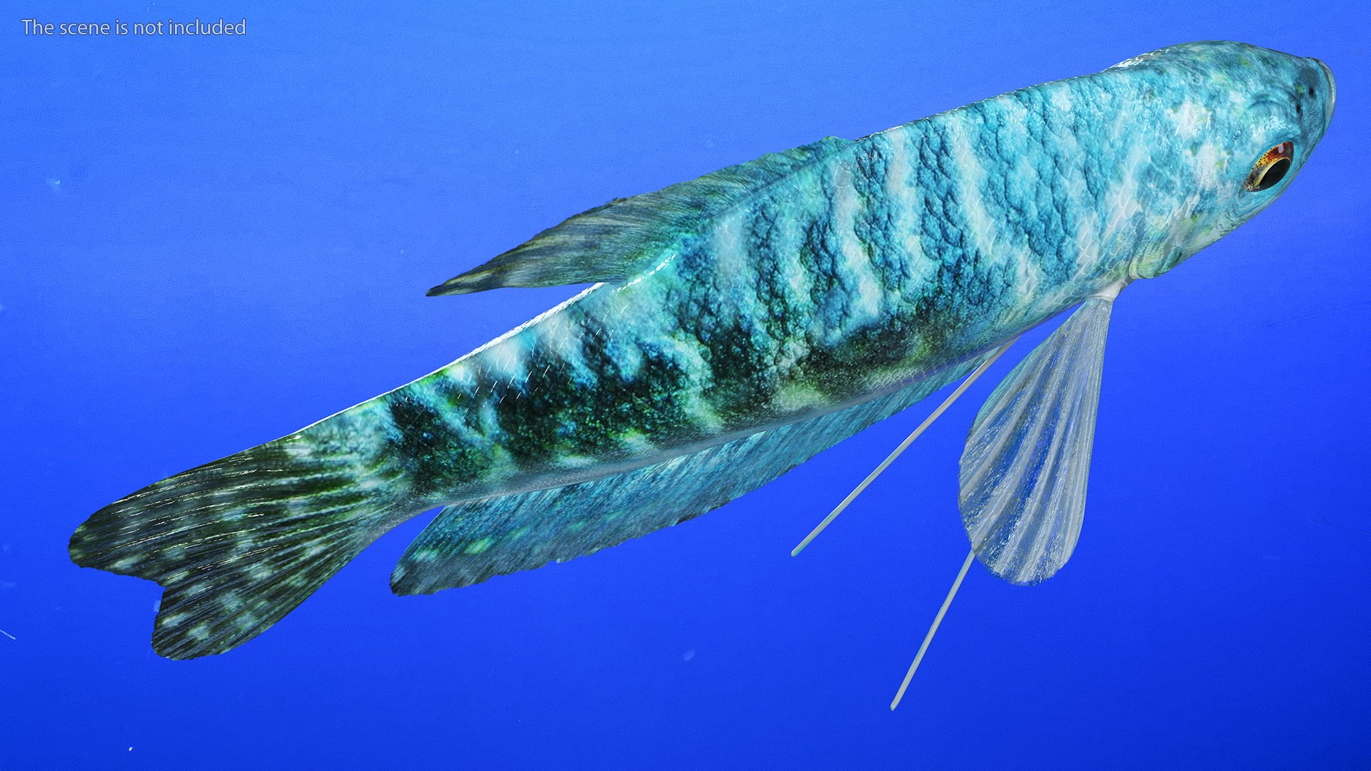3D Blue Opaline Gourami Fish Rigged Model - TurboSquid 2206577