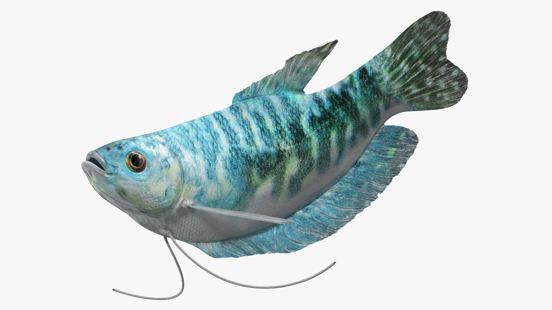 modelo 3d Pez Gourami opalino azul aparejado - TurboSquid 2206577