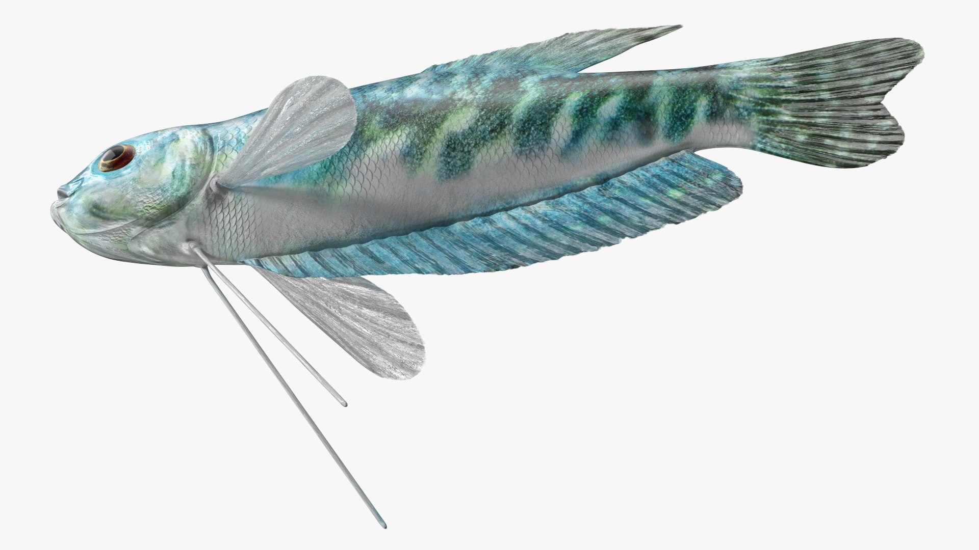 3D Blue Opaline Gourami Fish Rigged Model - TurboSquid 2206577