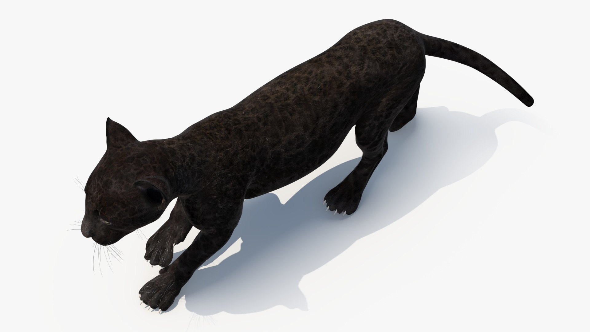 3D Model Panther Cub Wary Pose - TurboSquid 2335552